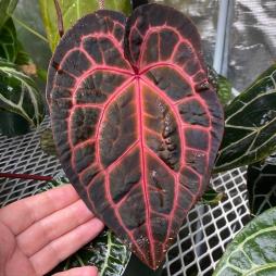 Anthurium Red Crystallinum | PLNT